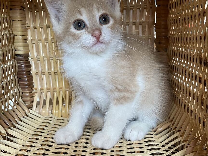 Рыжий котенок в добрые руки