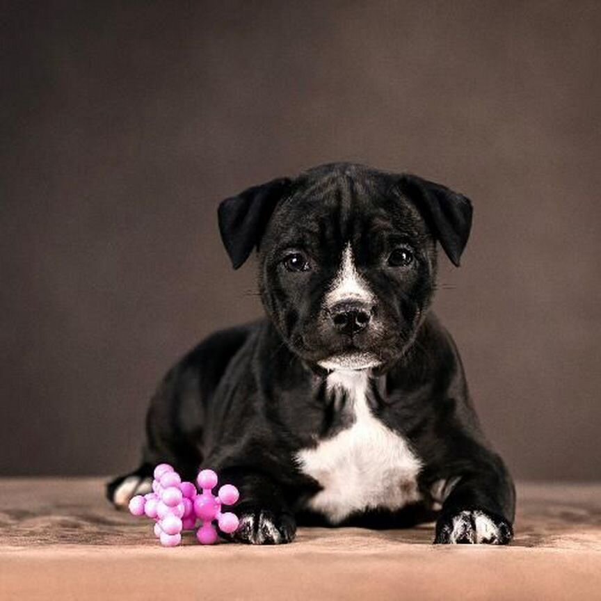 Щенки стаффордширского бультерьера