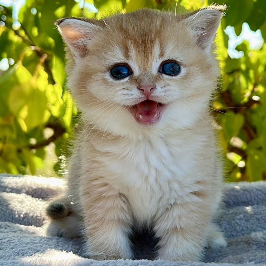 Щотландская золотая шиншилла ny 11