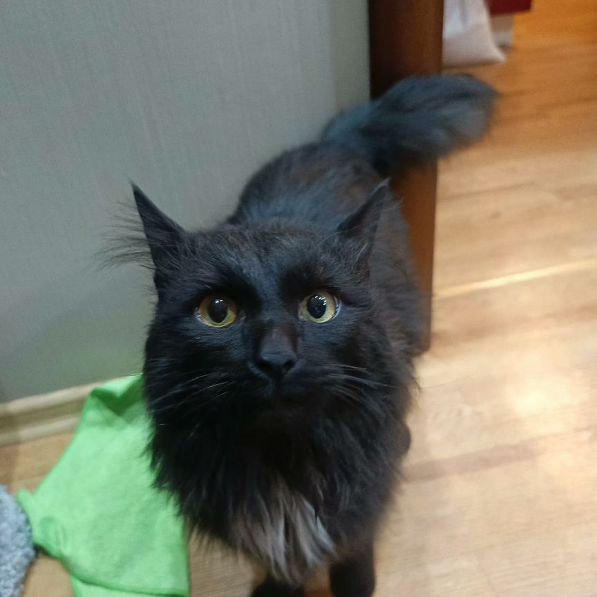 Отдам в добрые руки