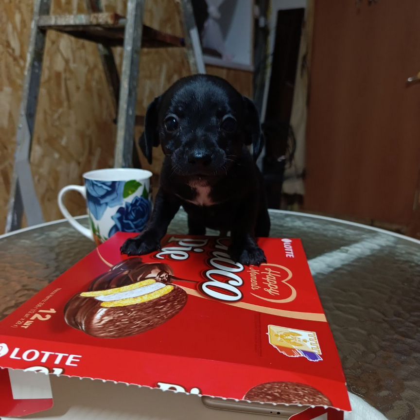 Карликовый пинчер