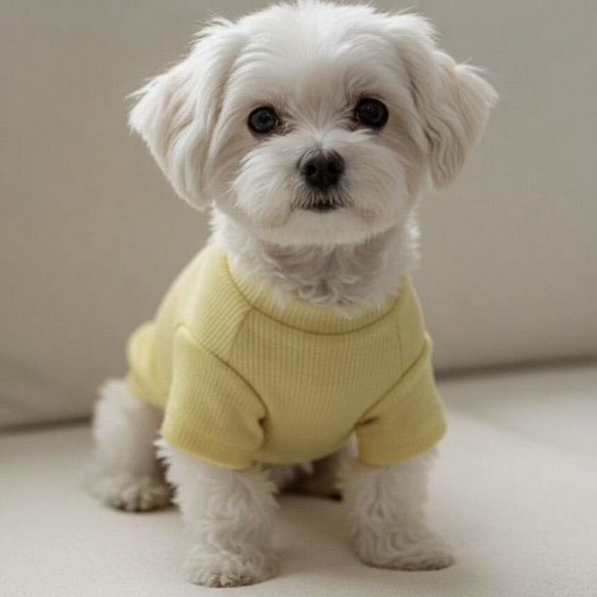 Костюмчик для собаки кошки новый