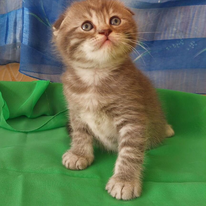 Шотландская