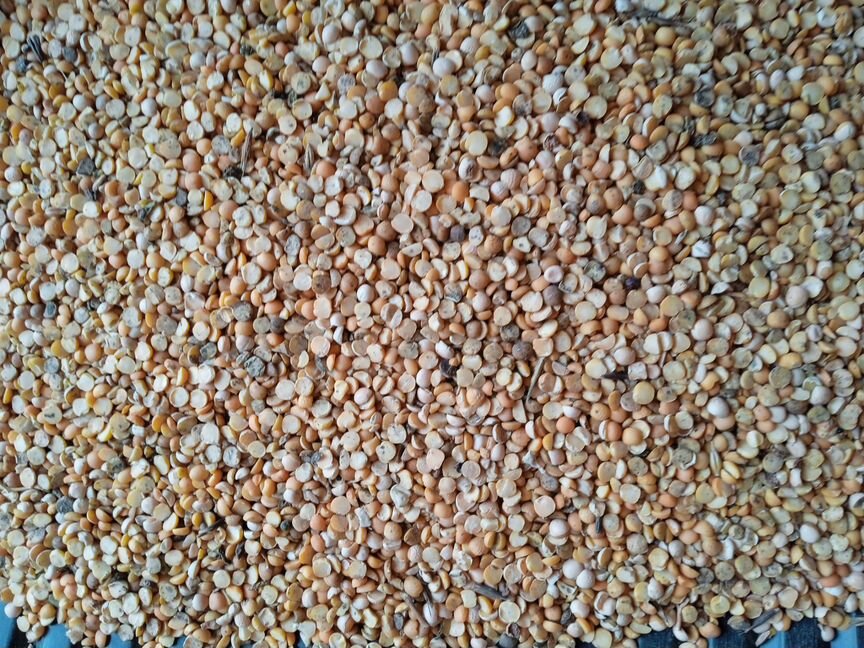 Сечка Гороха