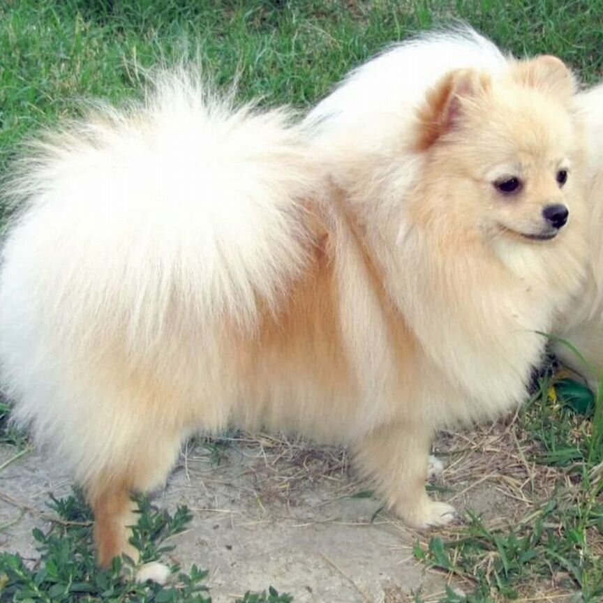 Потерялась собака шпиц