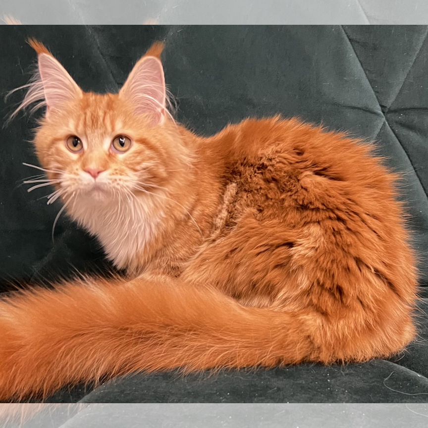 Мейн-кун котёнок