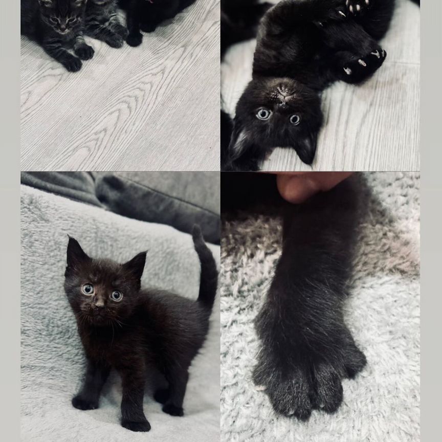 Мейн-кун котёнок