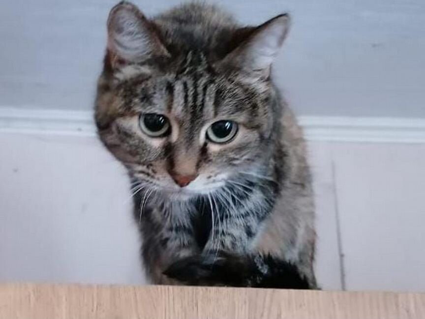 Кошку хотят усыпить