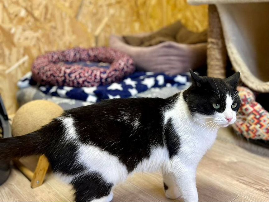 Кот в добрые руки