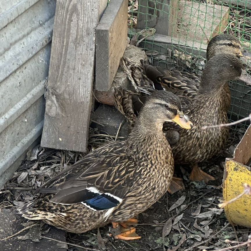 Подсадные утки аренда