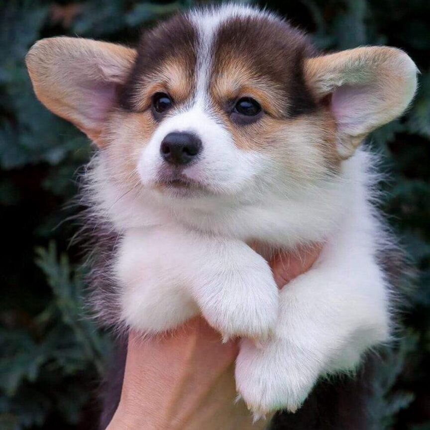 Продаются щенки породы вельш-корги пемброк