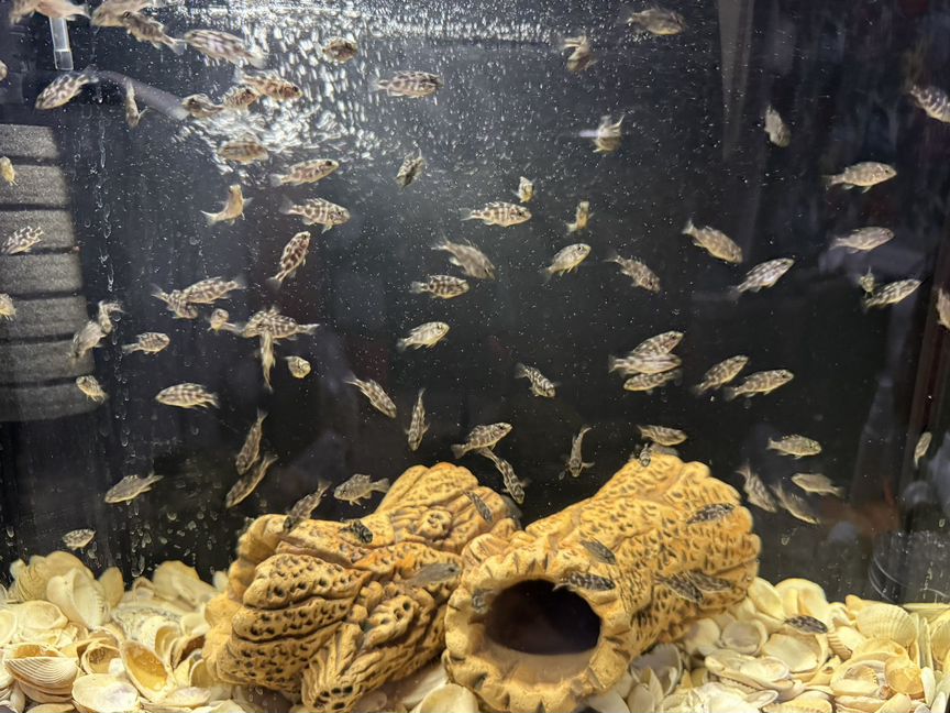 Рыба цихлиды Ливингстона, сом анцитрус