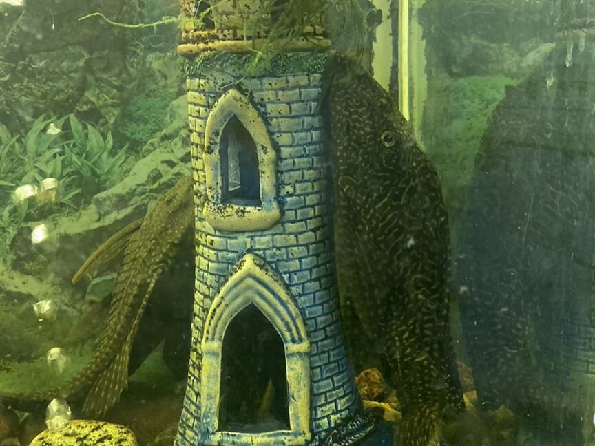 Плекостомус