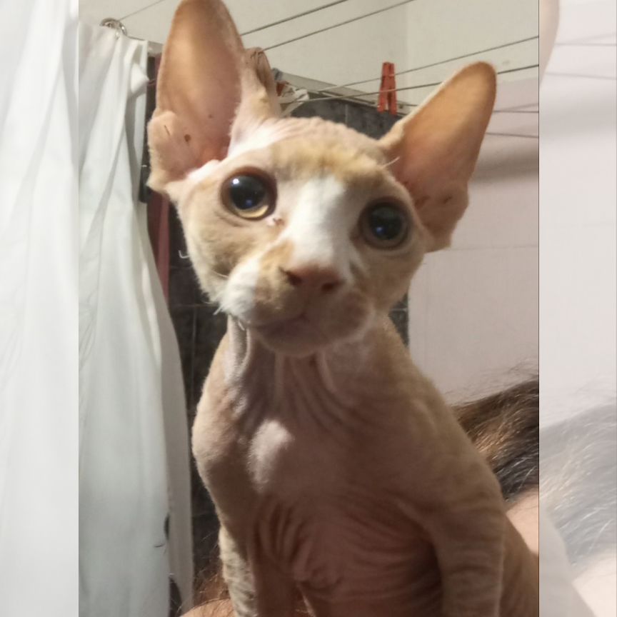 Сфинкс котенок