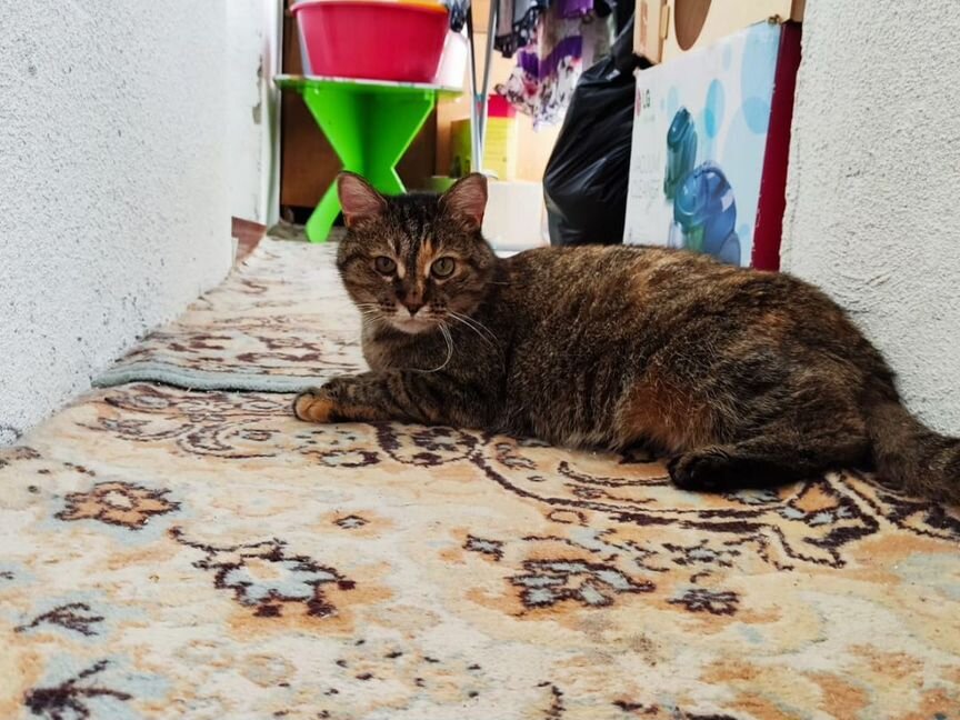 Кошка в добрые руки