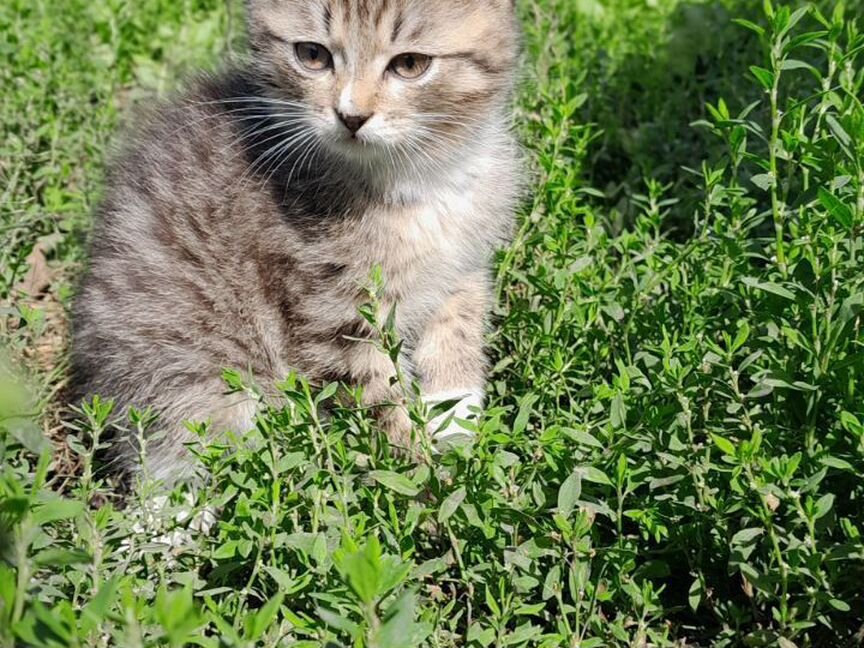 Котик 1,5 месяца