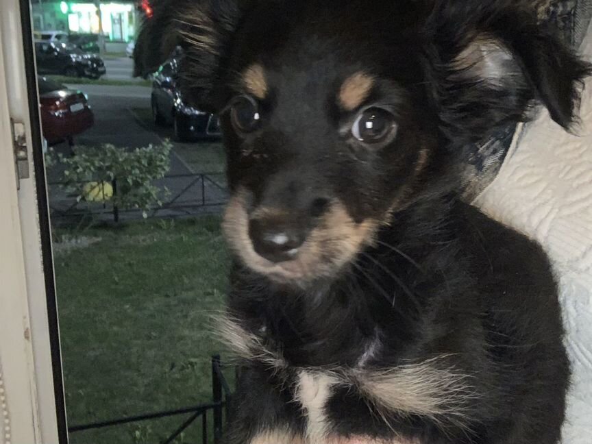 Длиношерстный той терьер