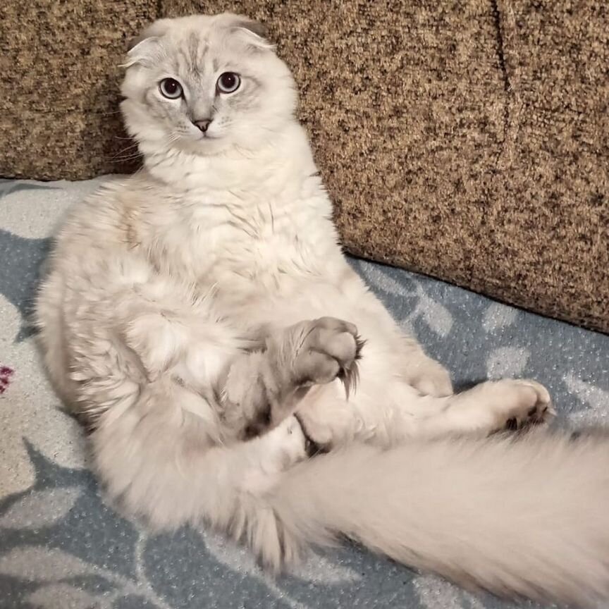 Отдам кота в добрые руки