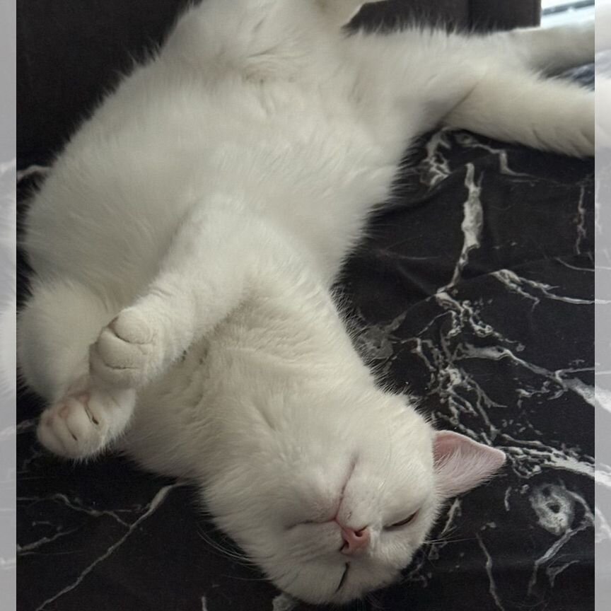 Кошка Миса