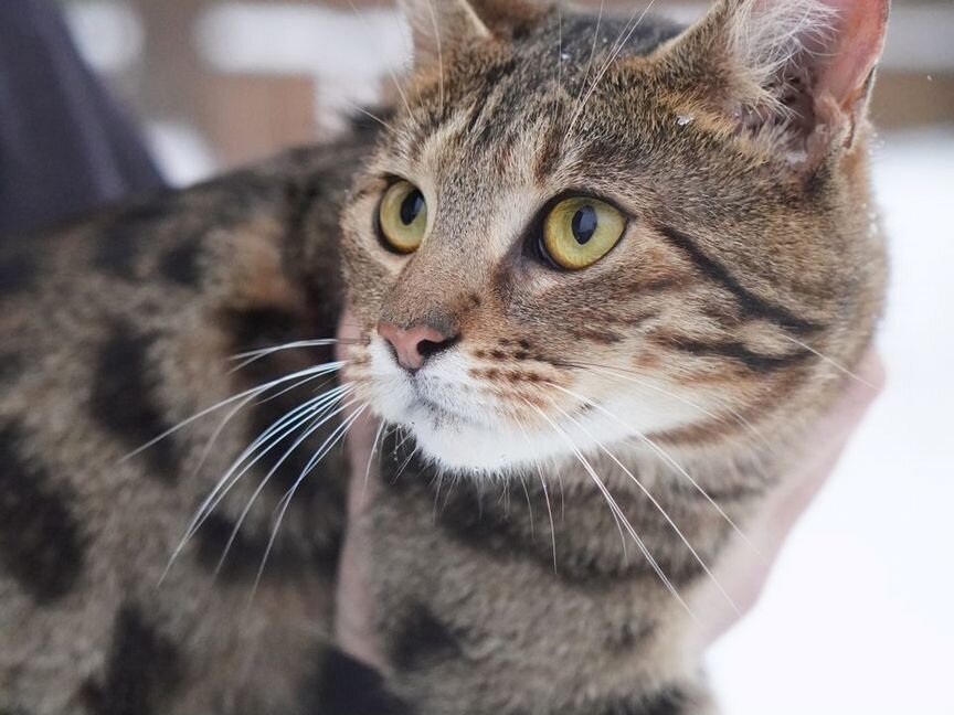 Бенгалка - подросток в диком типаже