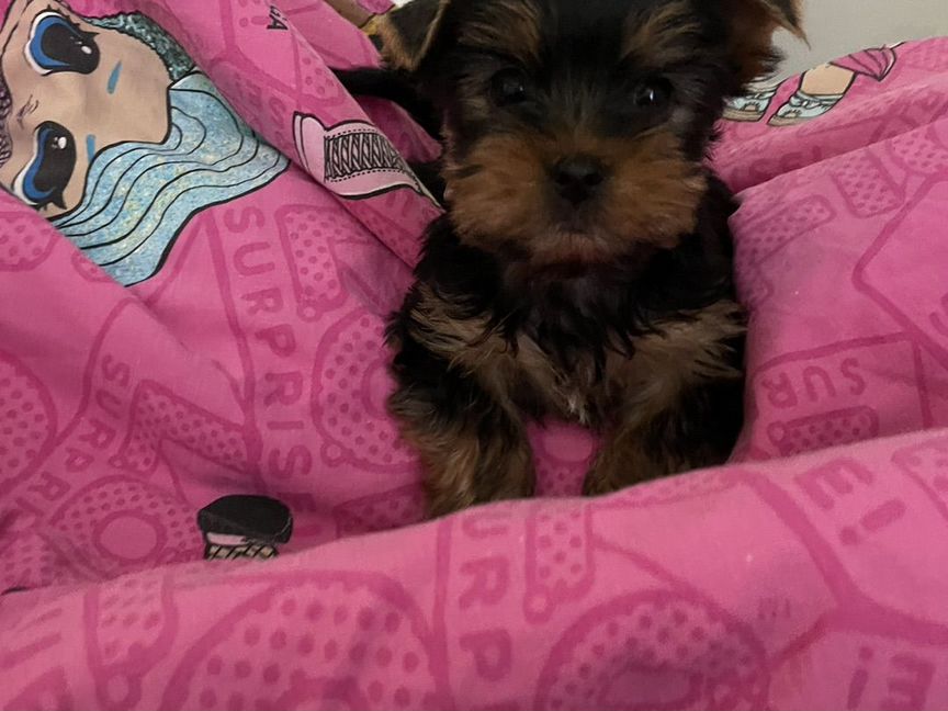 Йоркширский терьер мини беби фейс