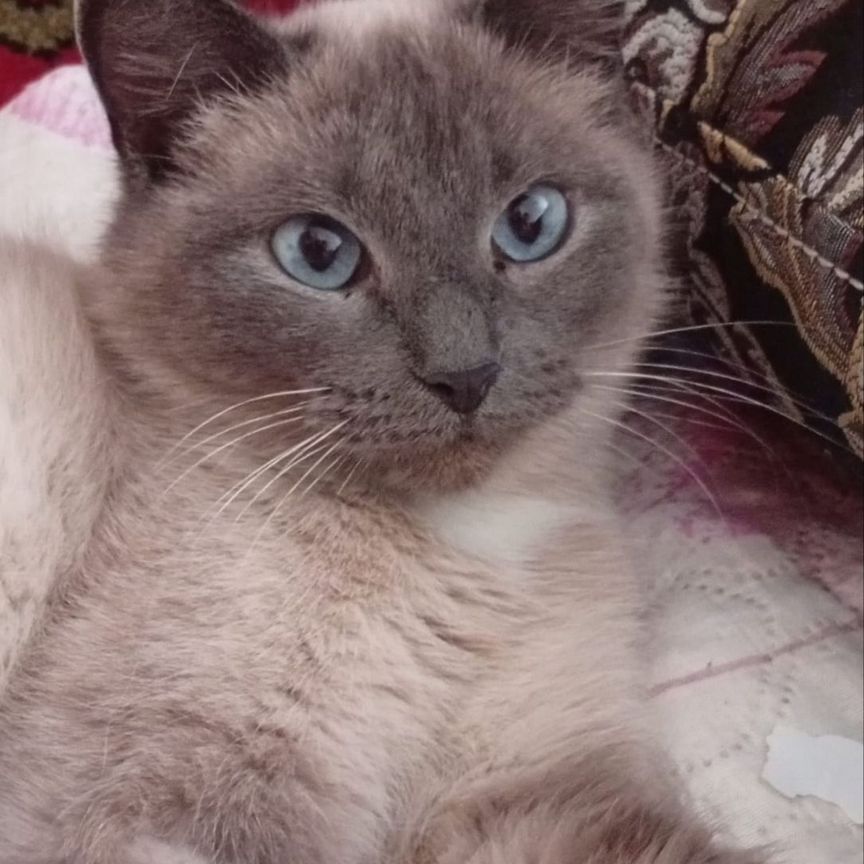 Кошечка в добрые руки