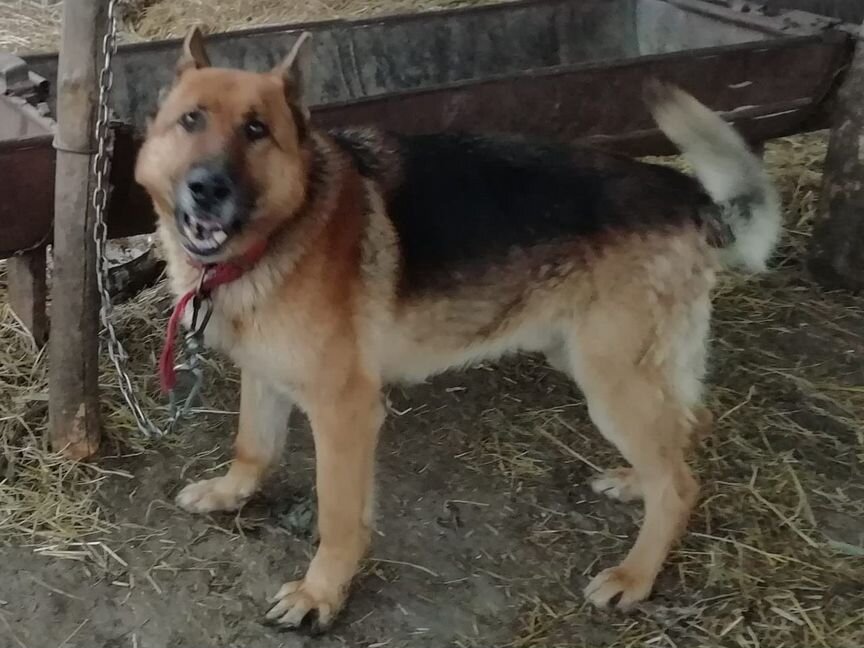 Немец для охраны