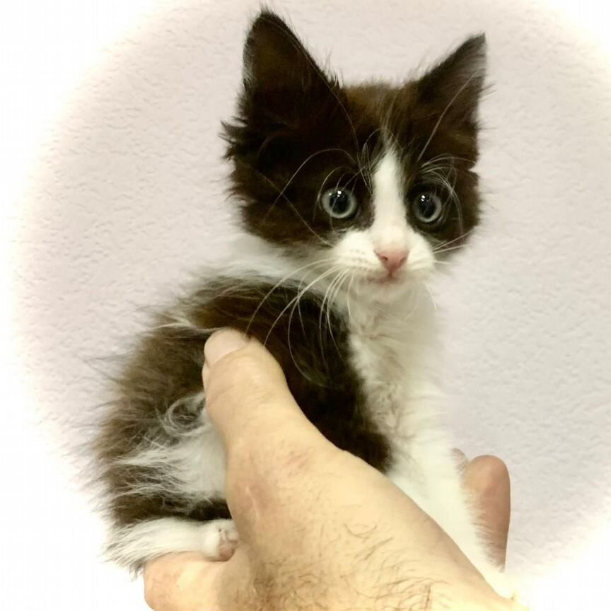 Котёночек 2 месяца