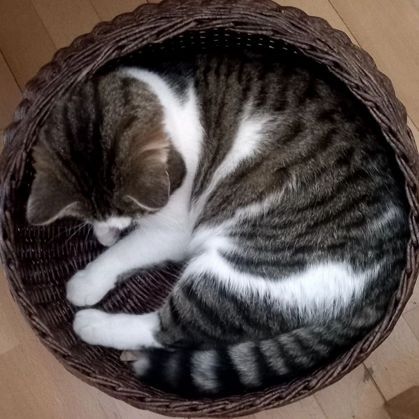 Корзина для кошек