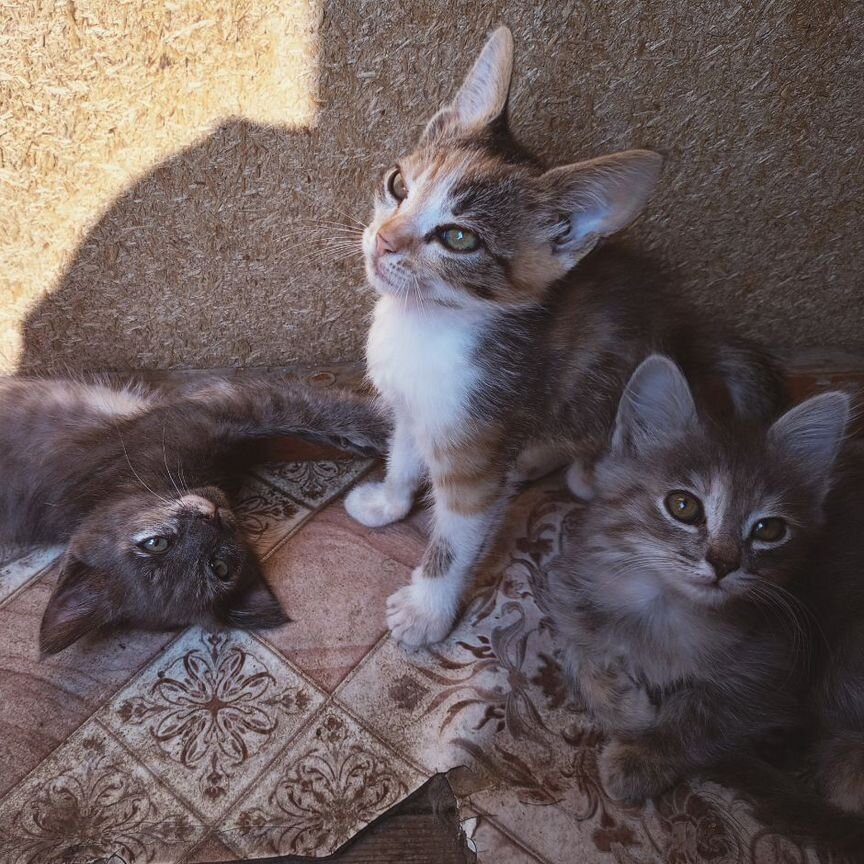 Котята в добрые руки