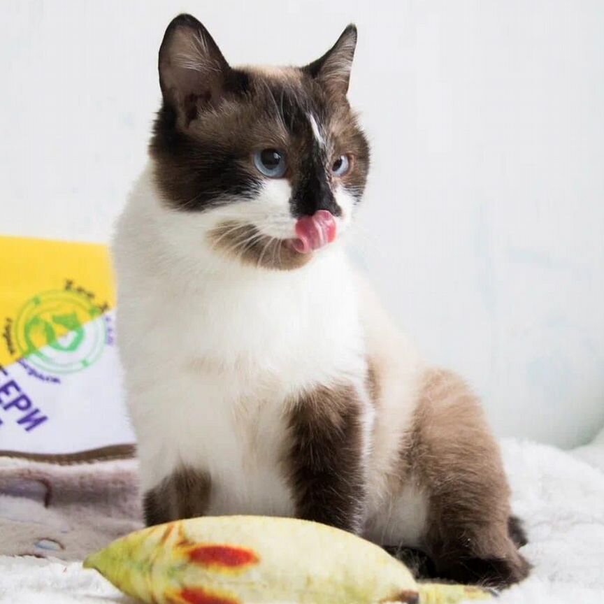 Молодая голубоглазая кошка Феня