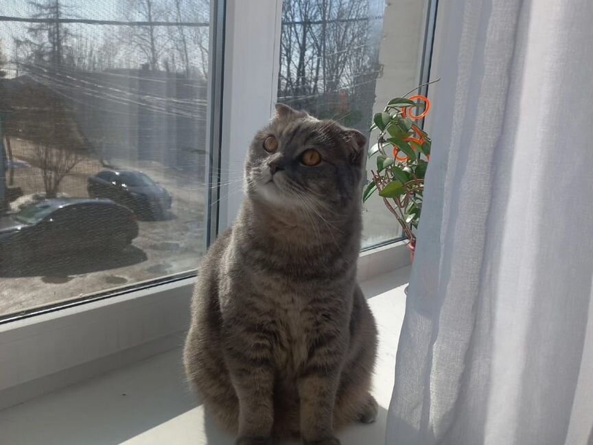 Кот Басик ищет добрые заботливые руки)