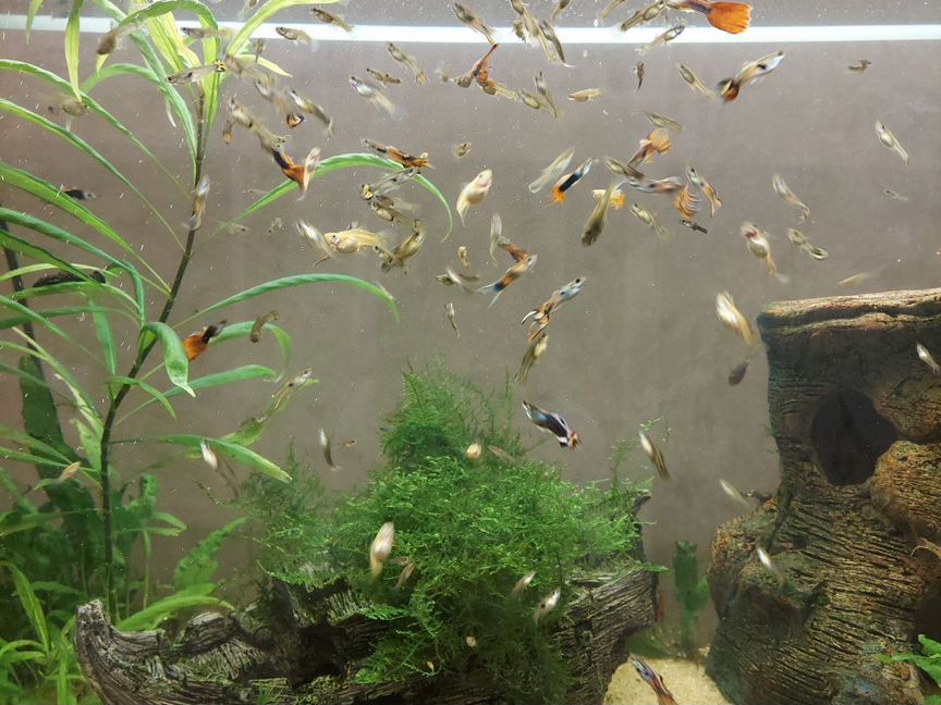 Гуппи и сомики