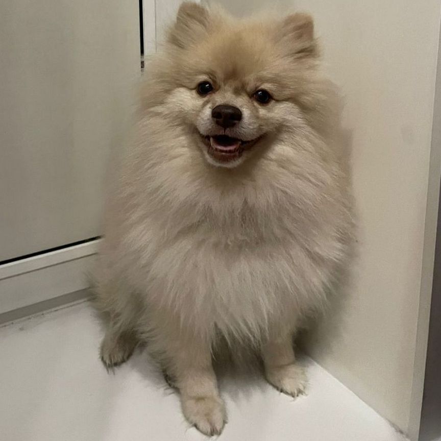 Немецкий шпиц, взрослый пёс