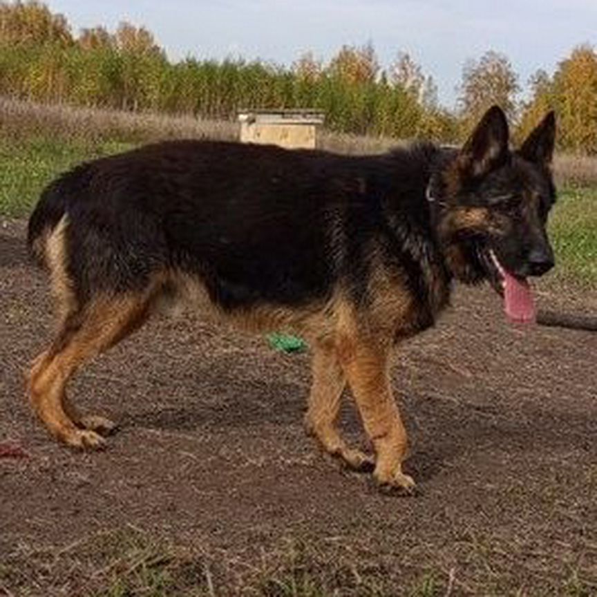 Партос, немецкая овчарка, в добрые руки