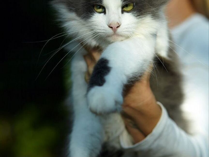 Котик молодой