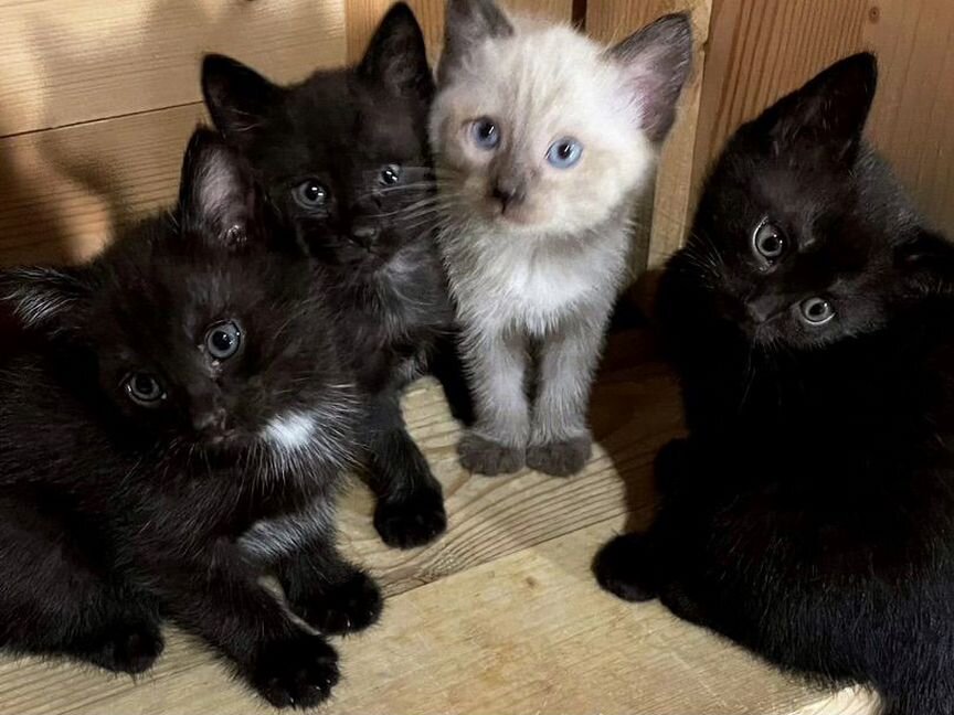 Котята в добрые руки