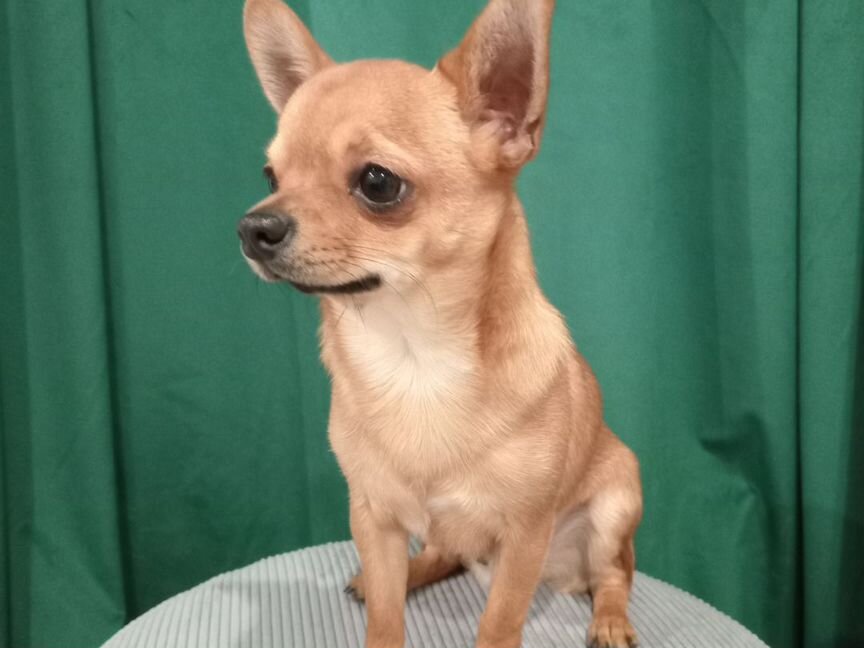 Чихуахуа