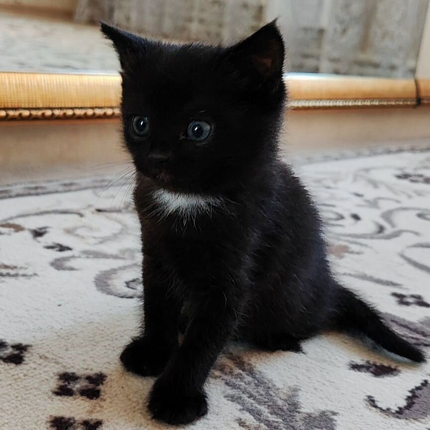 Котята в добрые руки бесплатно мальчик