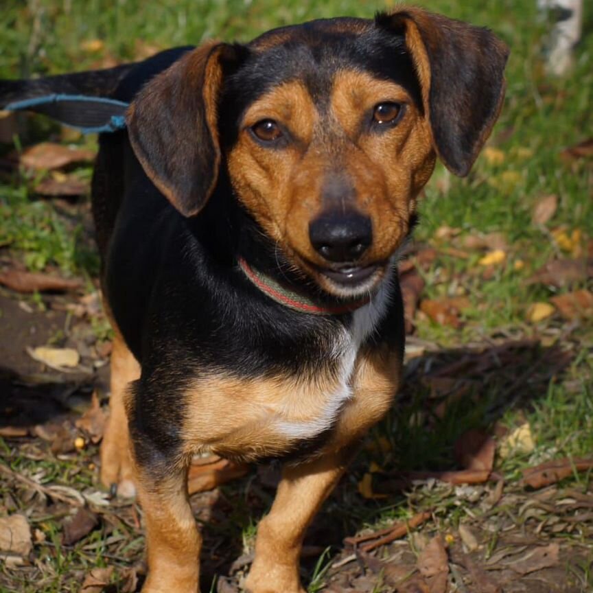Маленький пёсик в добрые руки