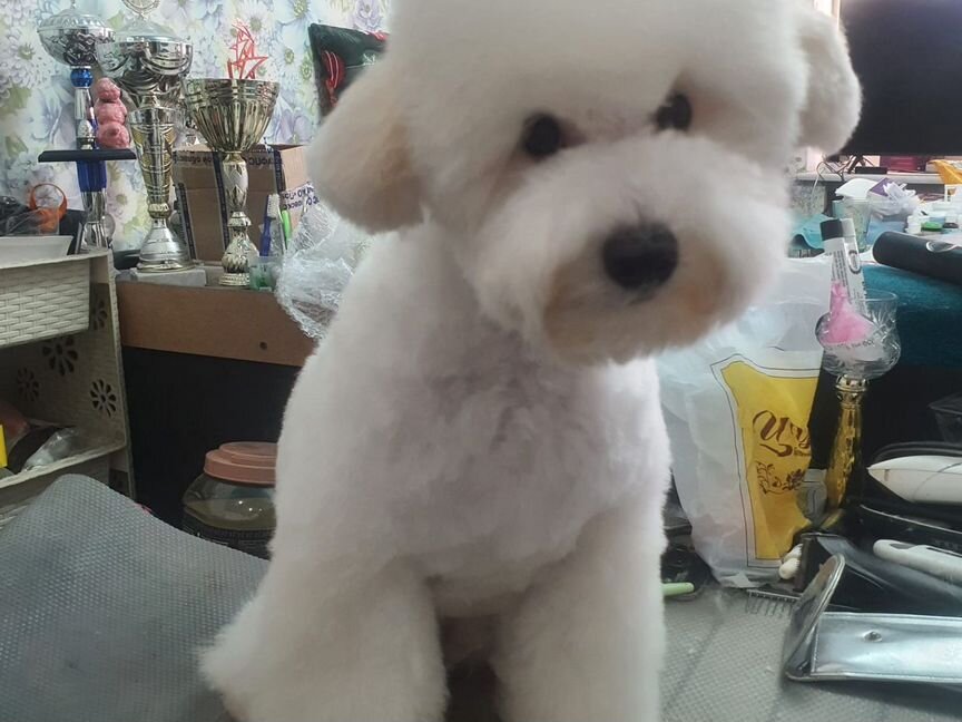 Миниатюрный пудель