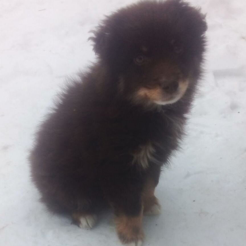 Щенок мальчик в добрые руки