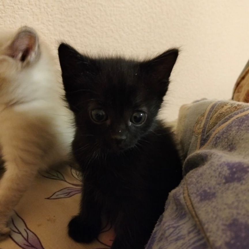 Котёнок в добрые руки