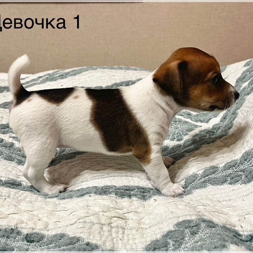 Щенки Джек рассел терьер