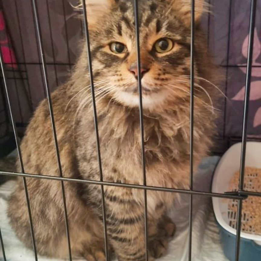 Барин ищет дом