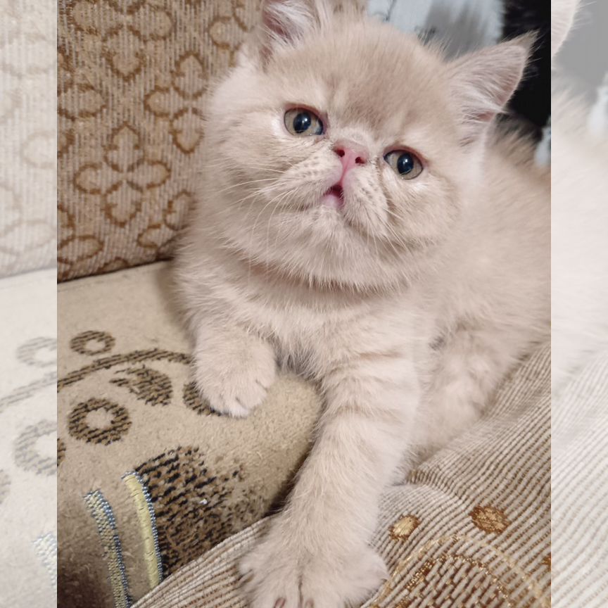 Плюшевый экзот