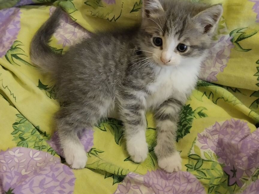 Котенок Алёшка ищет дом