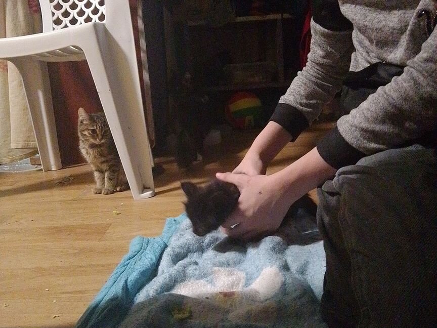 Котята в добрые руки поделись в сентябре 28