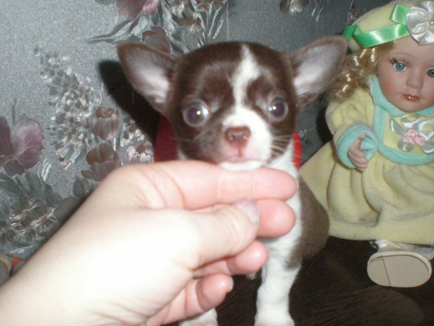 Шокомальчик чихуа