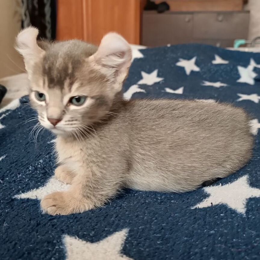 Бесячий коротконогий эльф ищет маму